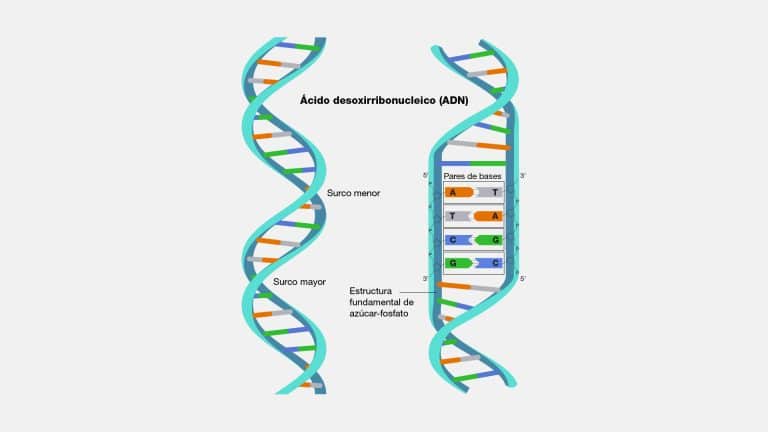 El descubrimiento de la estructura del ADN: autoría y método